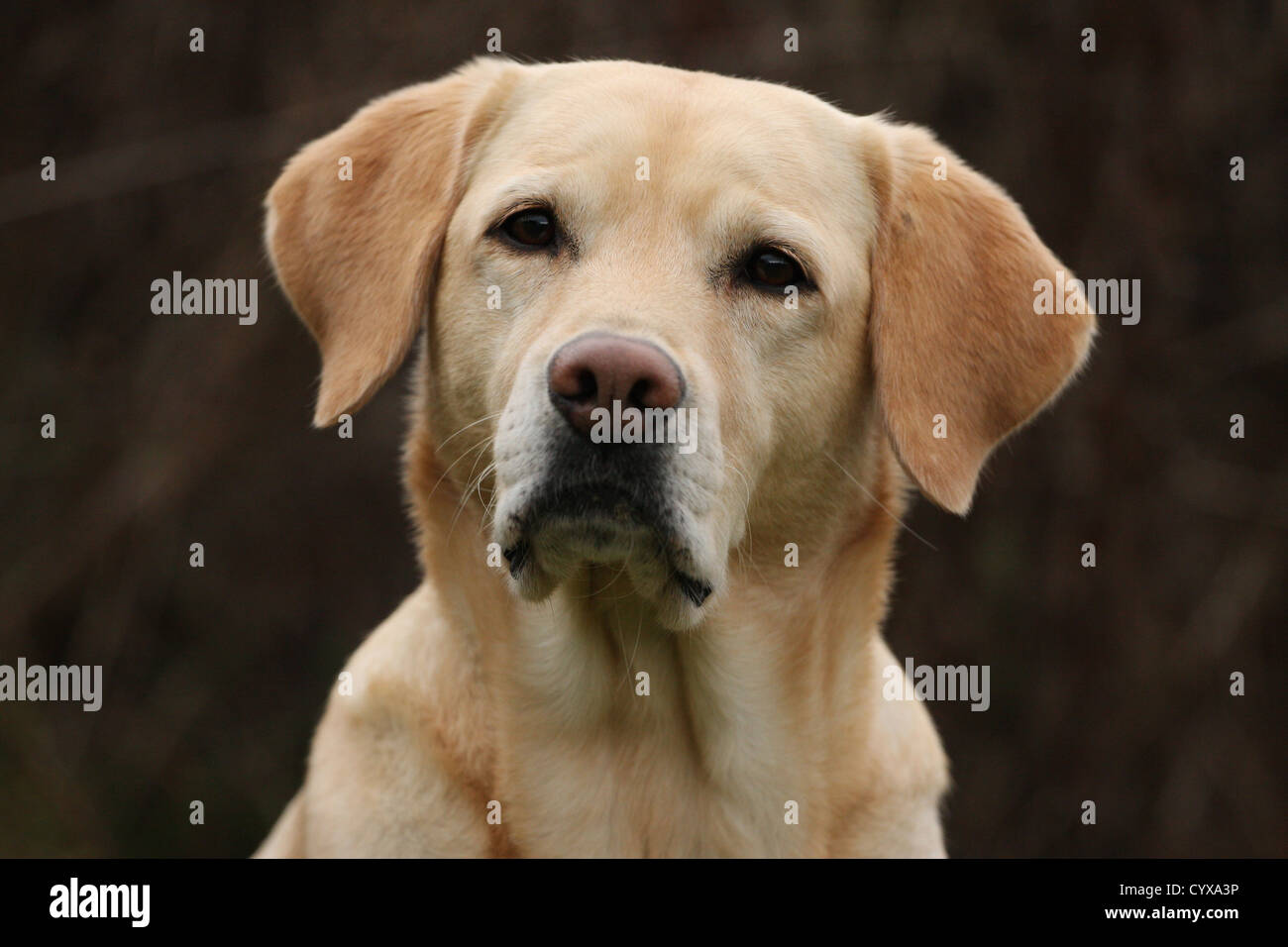blonde Labrador Retriever Stock Photo - Alamy