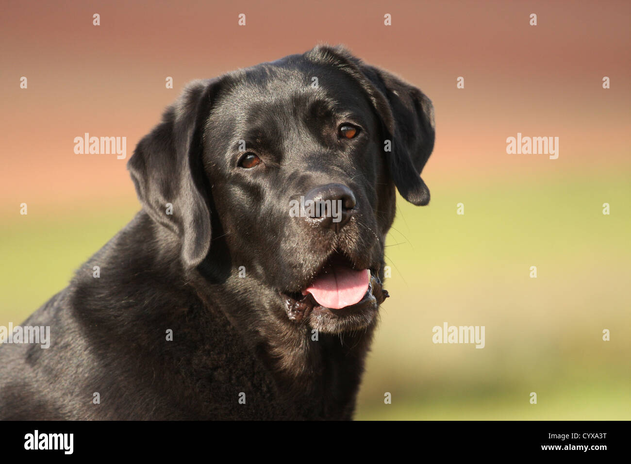 Labrador Retriever Portrait Stock Photo - Alamy