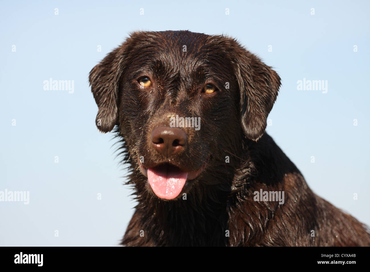 Labrador Retriever Portrait Stock Photo - Alamy