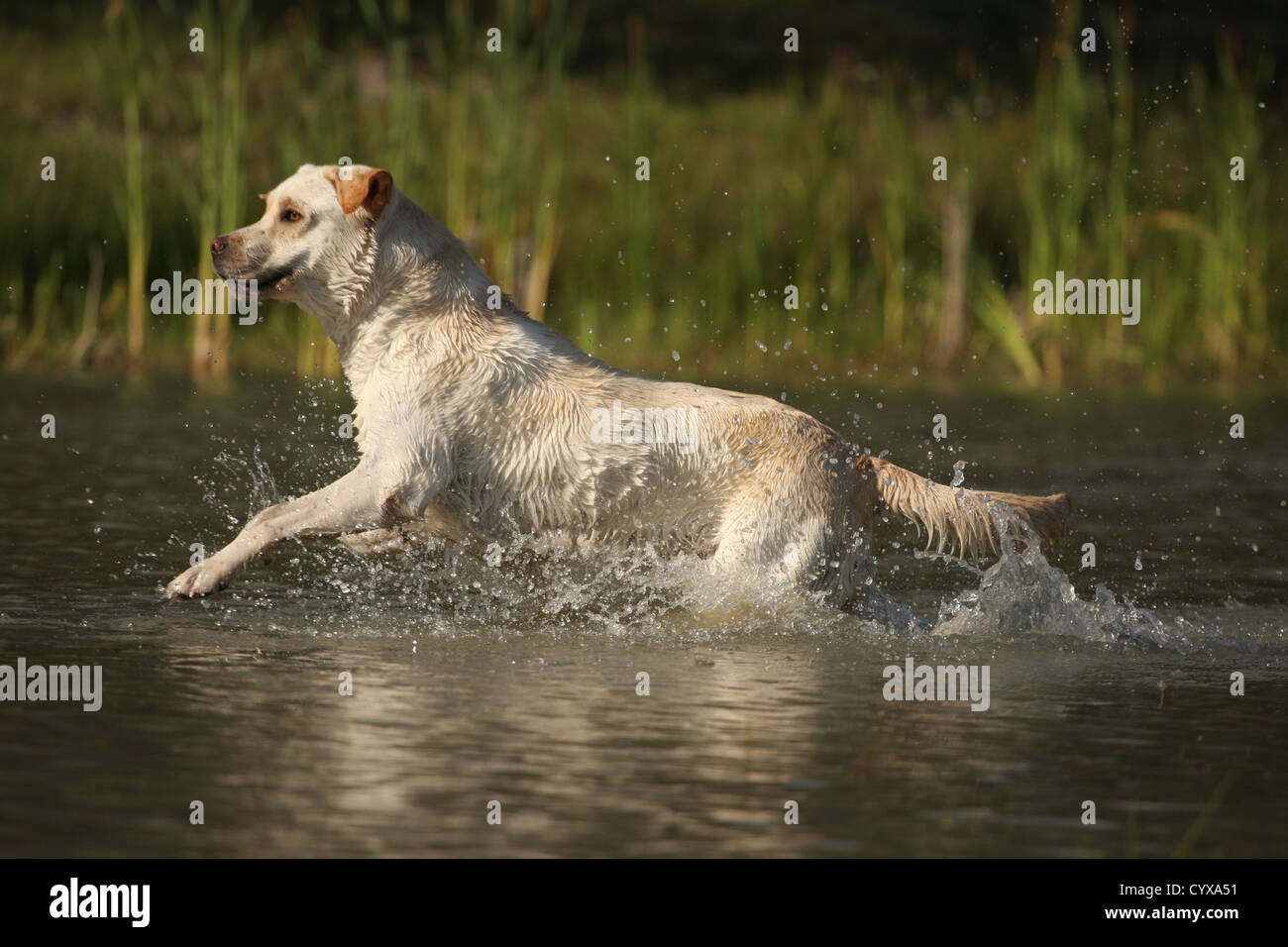 blonde Labrador Retriever Stock Photo - Alamy