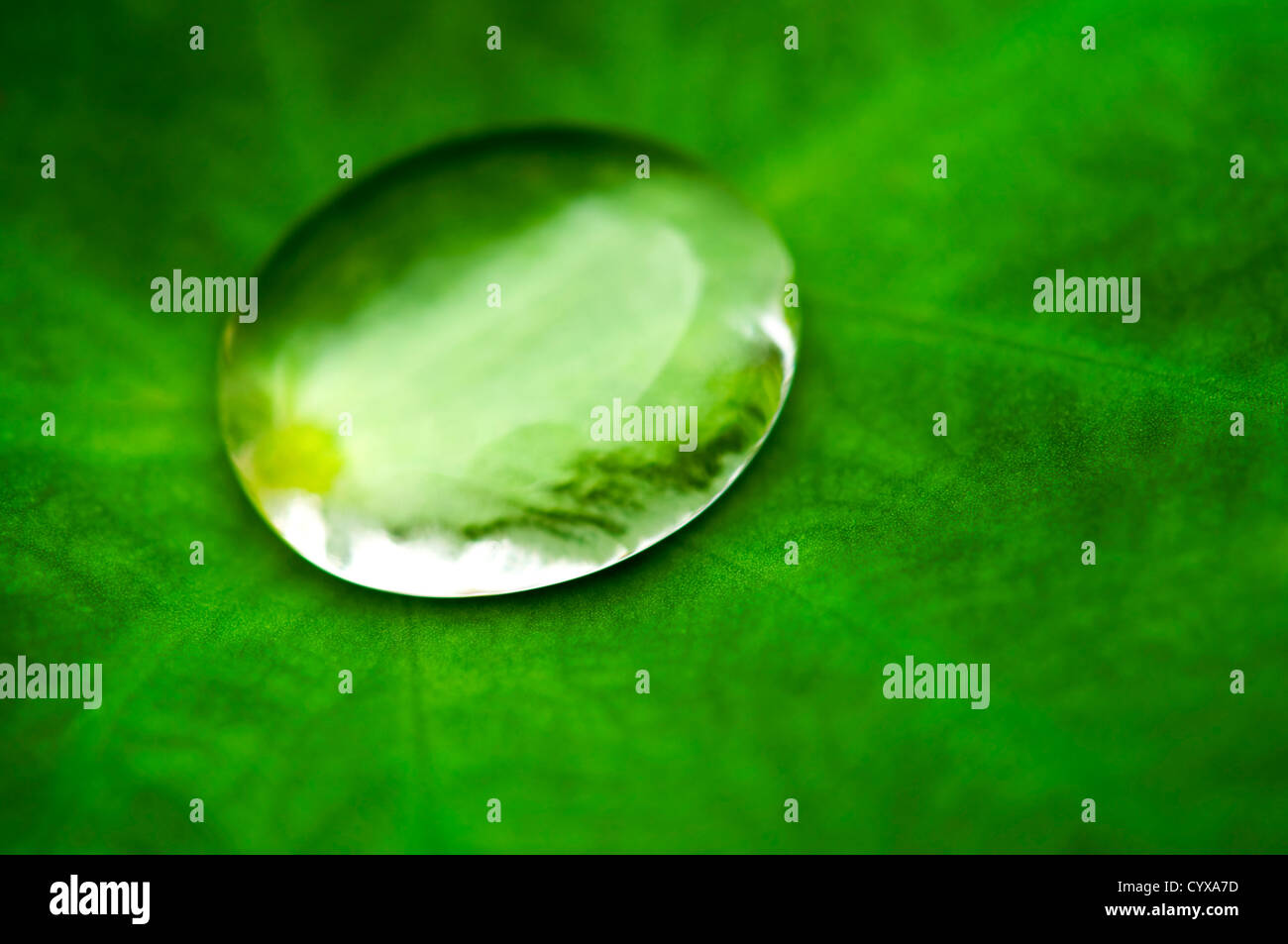 Close up of water drop on lotus leaf Stock Photo - Alamy
