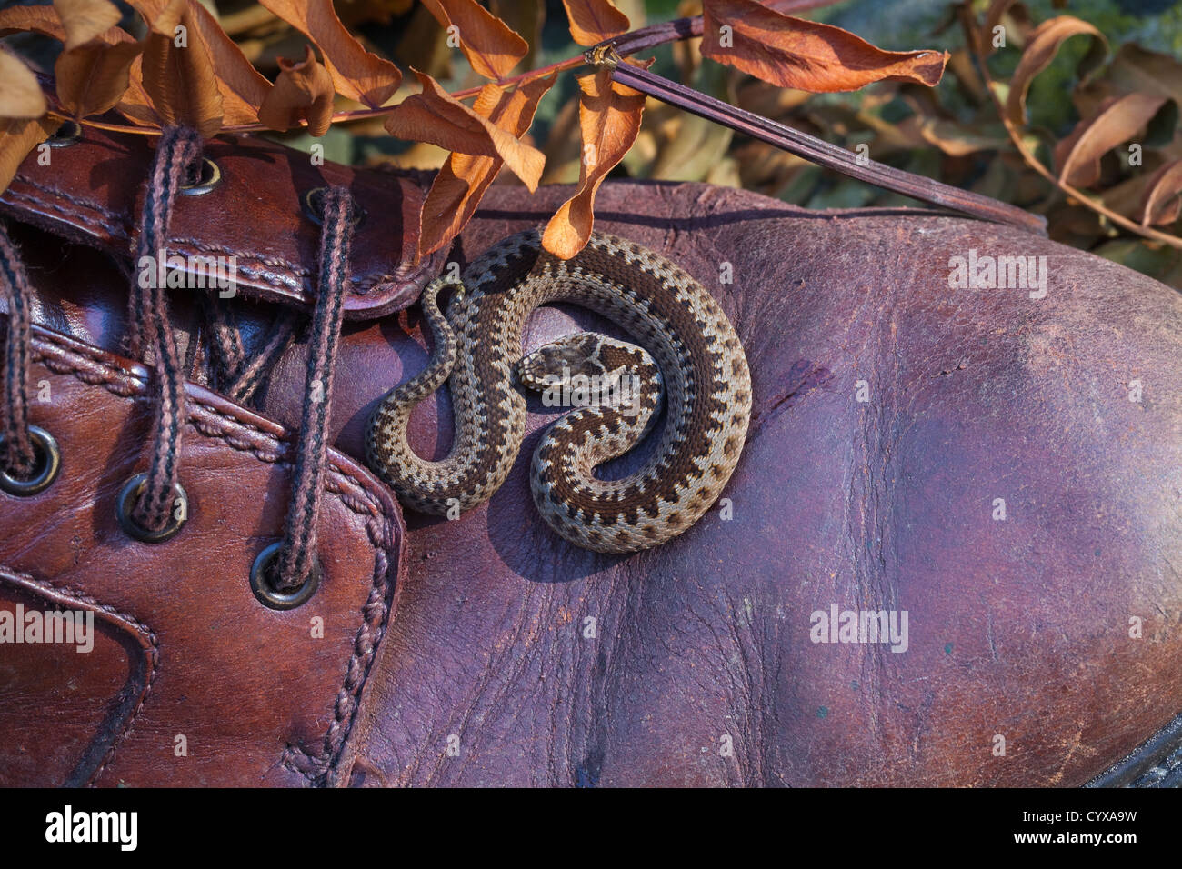 Baby adder hi-res stock photography and images - Alamy