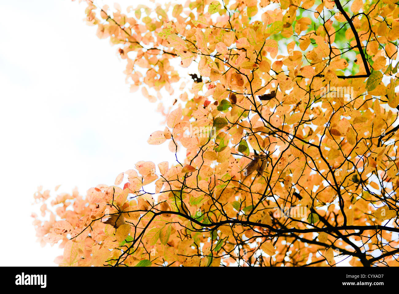 Beautiful autumn leaves background Stock Photo - Alamy