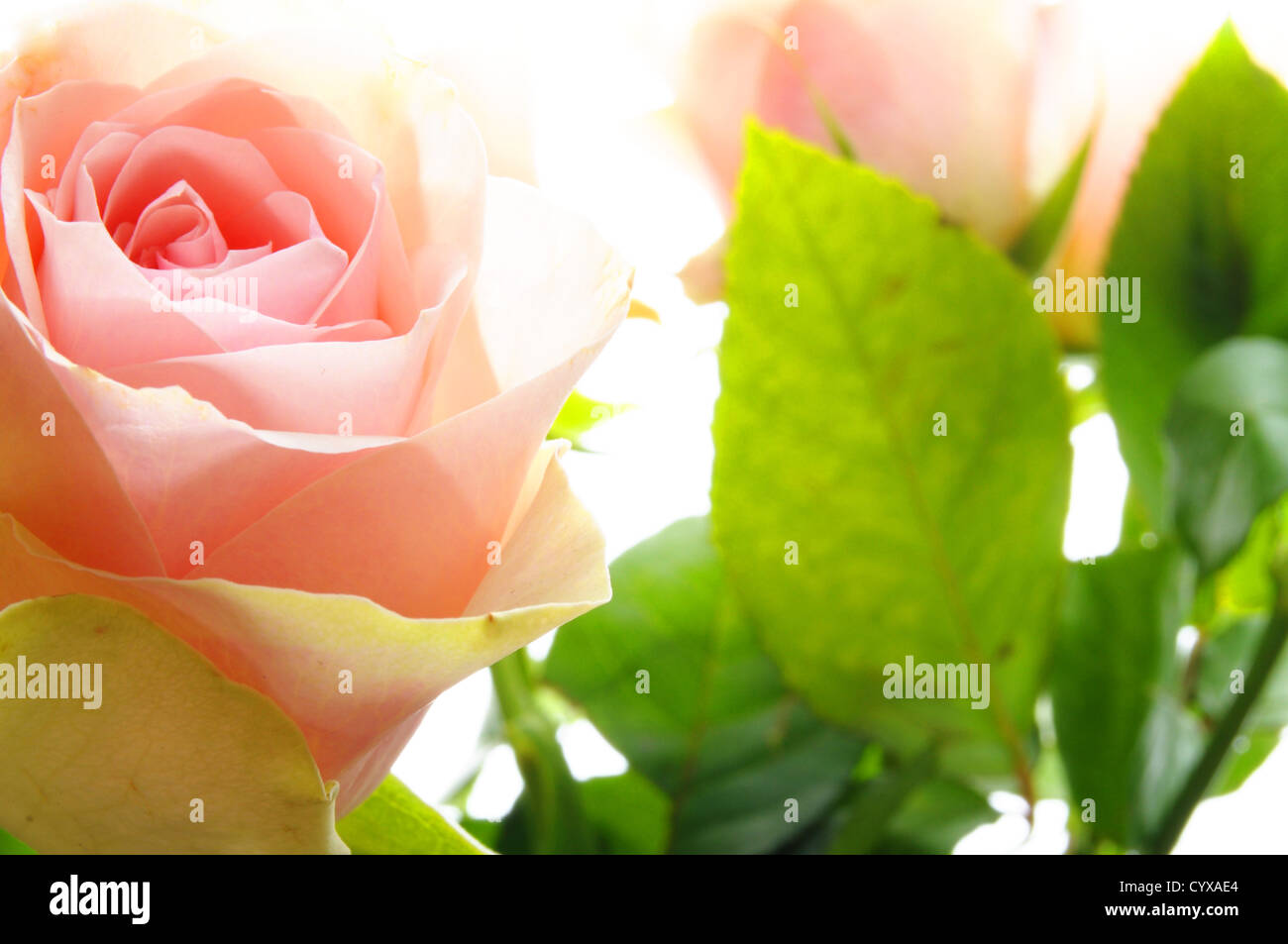 flowers of pink roses on white background Stock Photo - Alamy