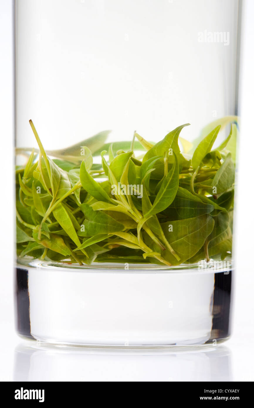 A cup of Chinese traditional green tea Stock Photo - Alamy