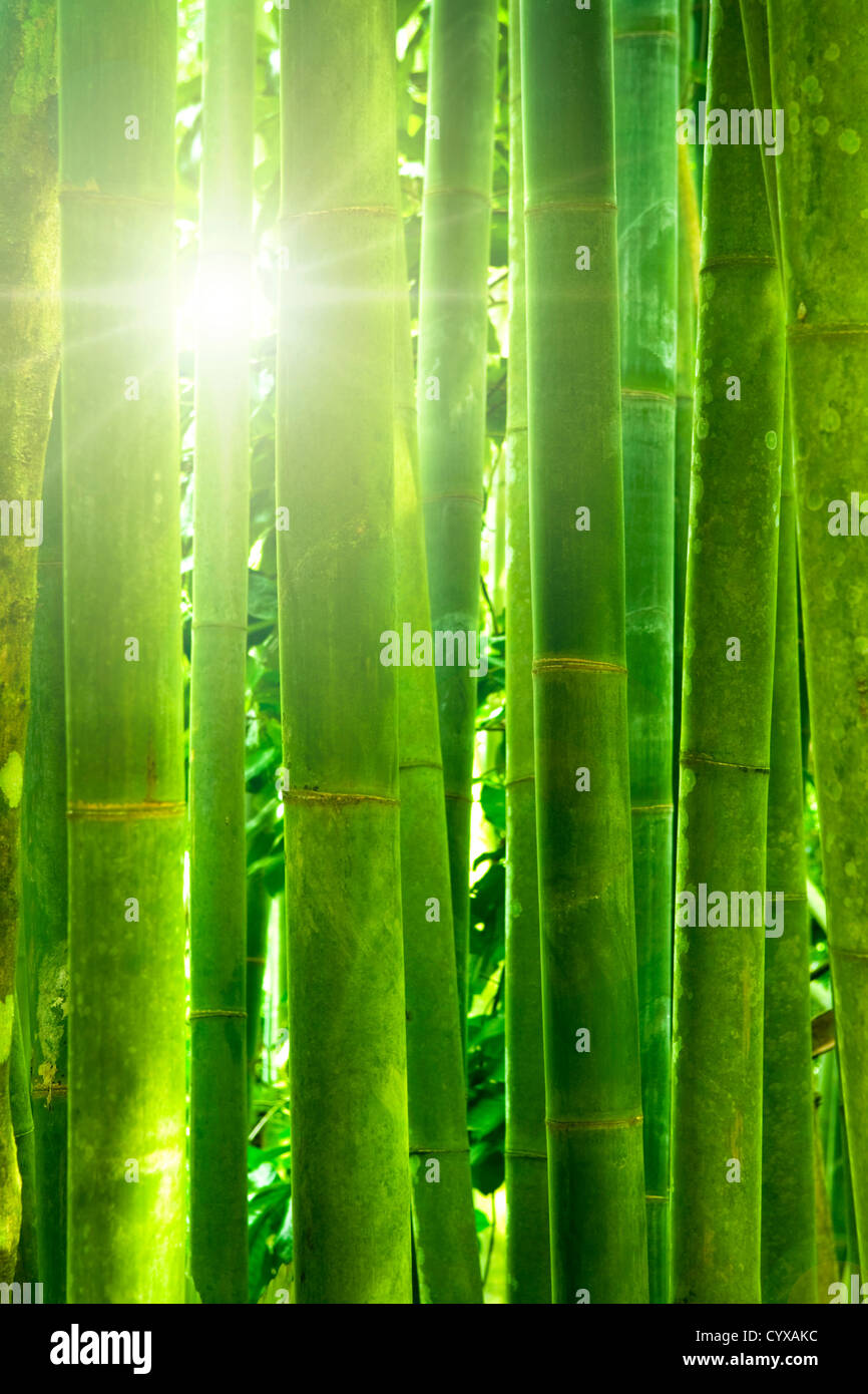 Asian Bamboo forest with morning sunlight Stock Photo - Alamy