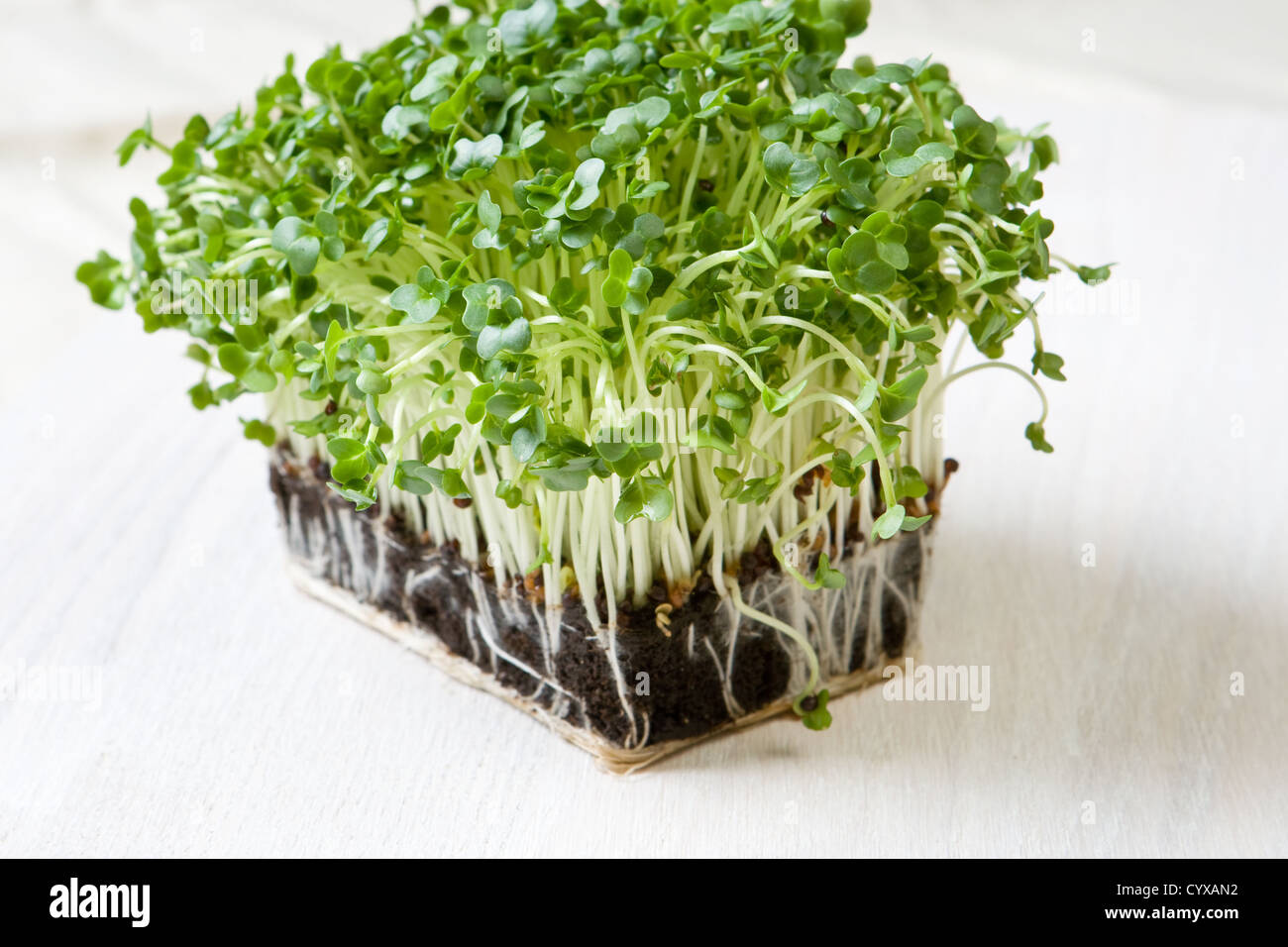 Fresh cress on a table Stock Photo - Alamy