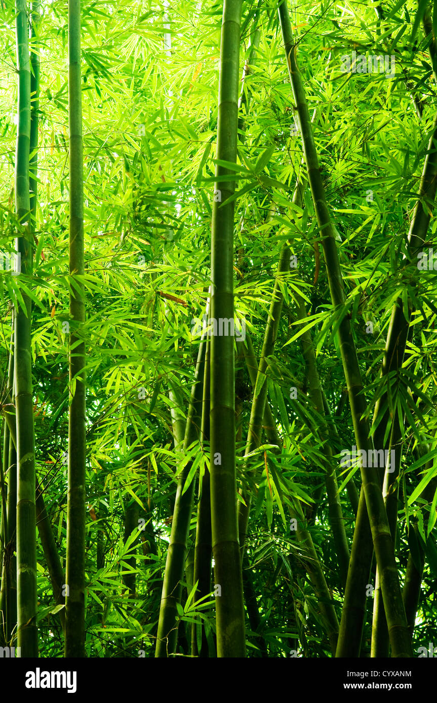 Asian Bamboo forest with morning sunlight Stock Photo - Alamy