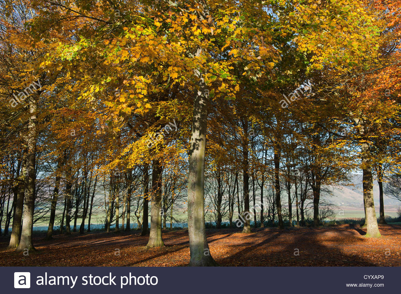 Fall Color Maple Sycamore Stock Photos & Fall Color Maple Sycamore ...