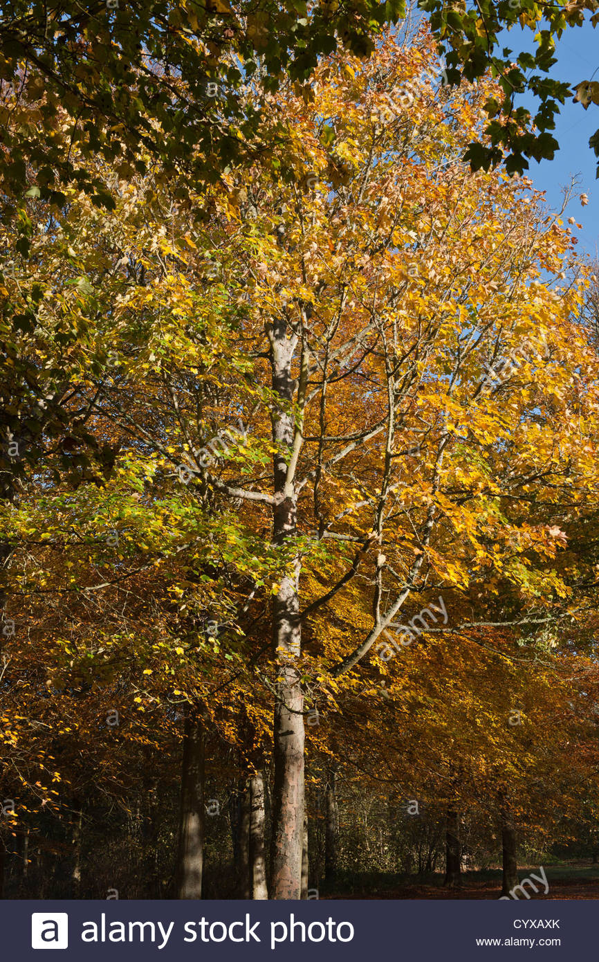 Sycamore Tree Stock Photos & Sycamore Tree Stock Images - Alamy