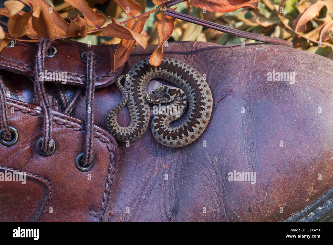 Young adder hi-res stock photography and images - Alamy