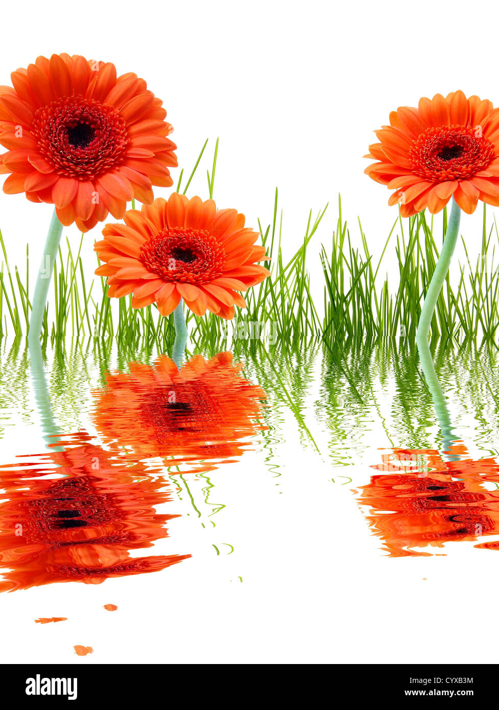 summer or spa flowers with water reflection Stock Photo - Alamy