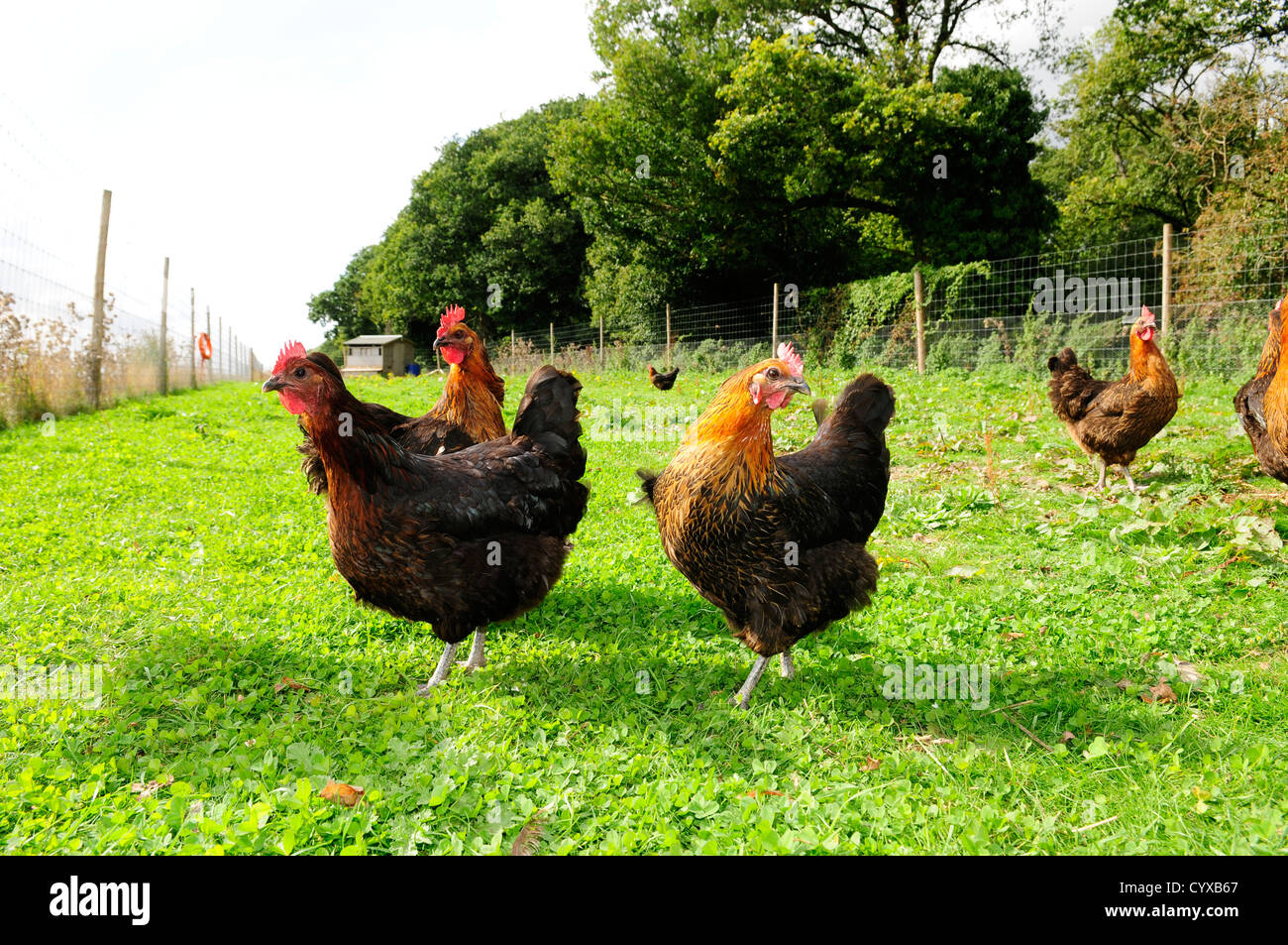 Freerange hens hi-res stock photography and images - Alamy