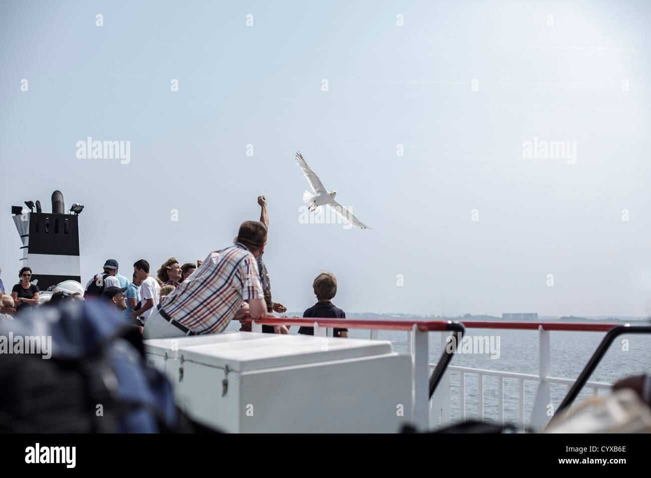 Netherlands, Bird flying over ferry Stock Photo - Alamy