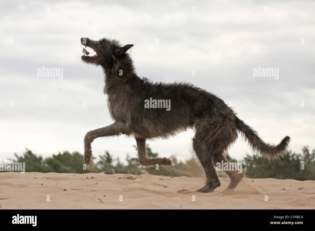 Scottish deerhounds hi-res stock photography and images - Alamy