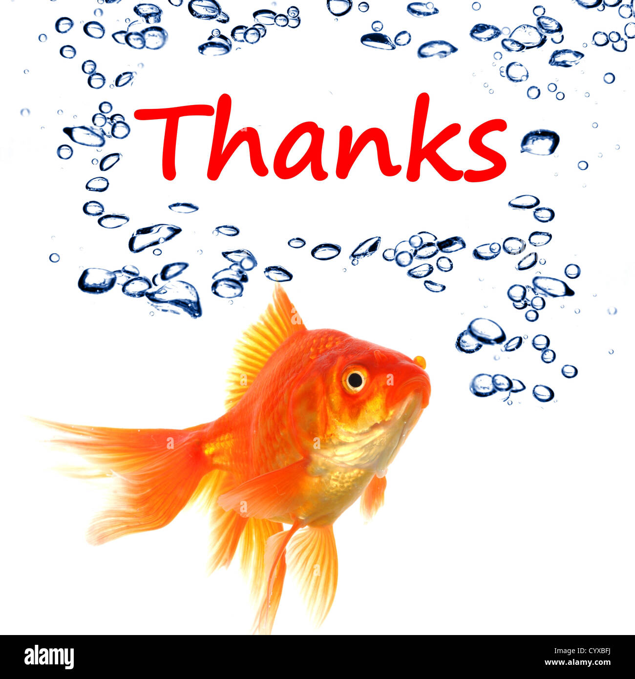 thanks or thank you concept with word and goldfish Stock Photo - Alamy