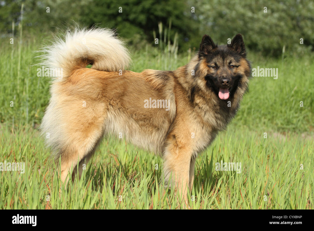 Eurasier male hi-res stock photography and images - Alamy