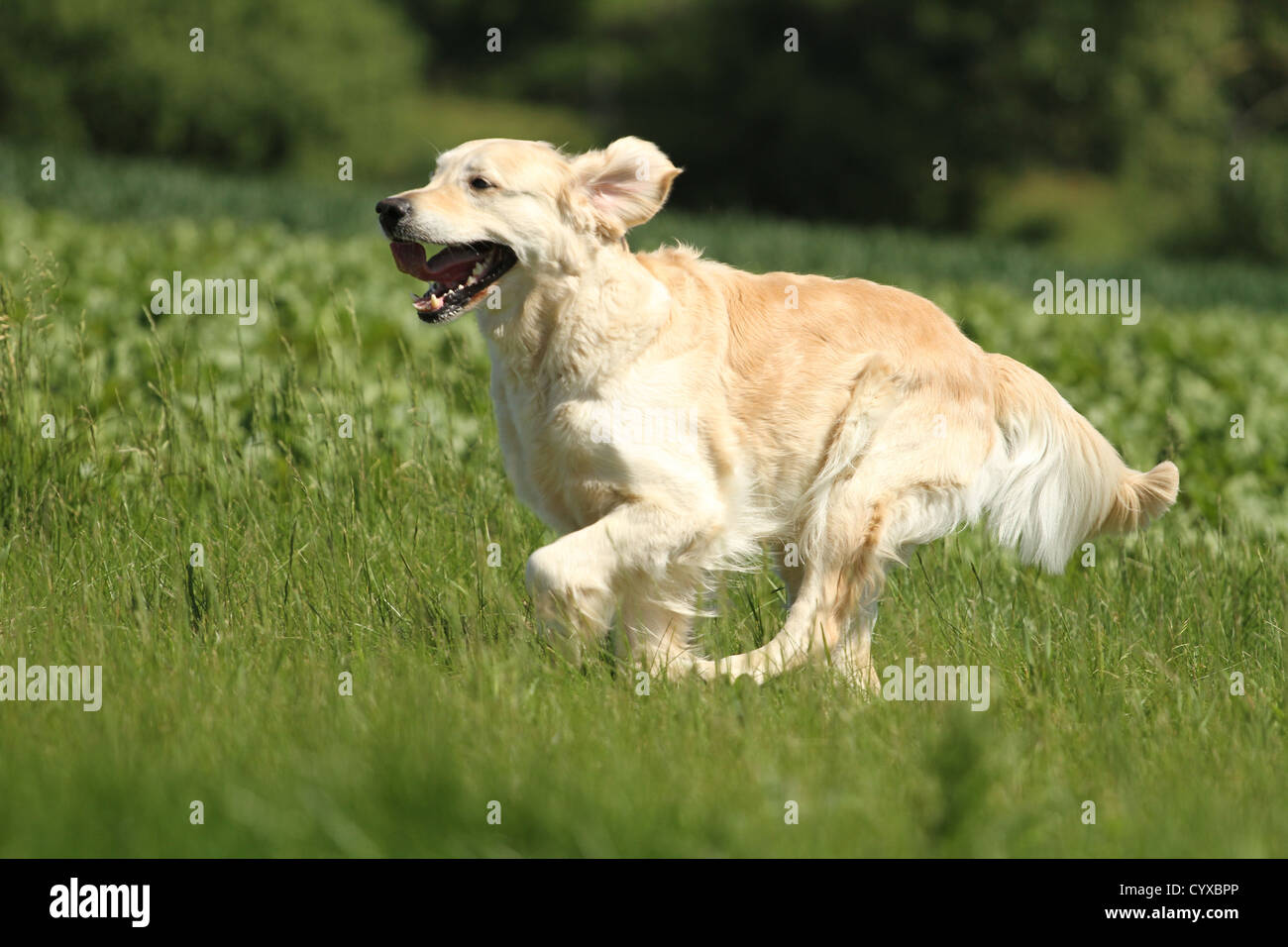 running Golden Retriever Stock Photo - Alamy