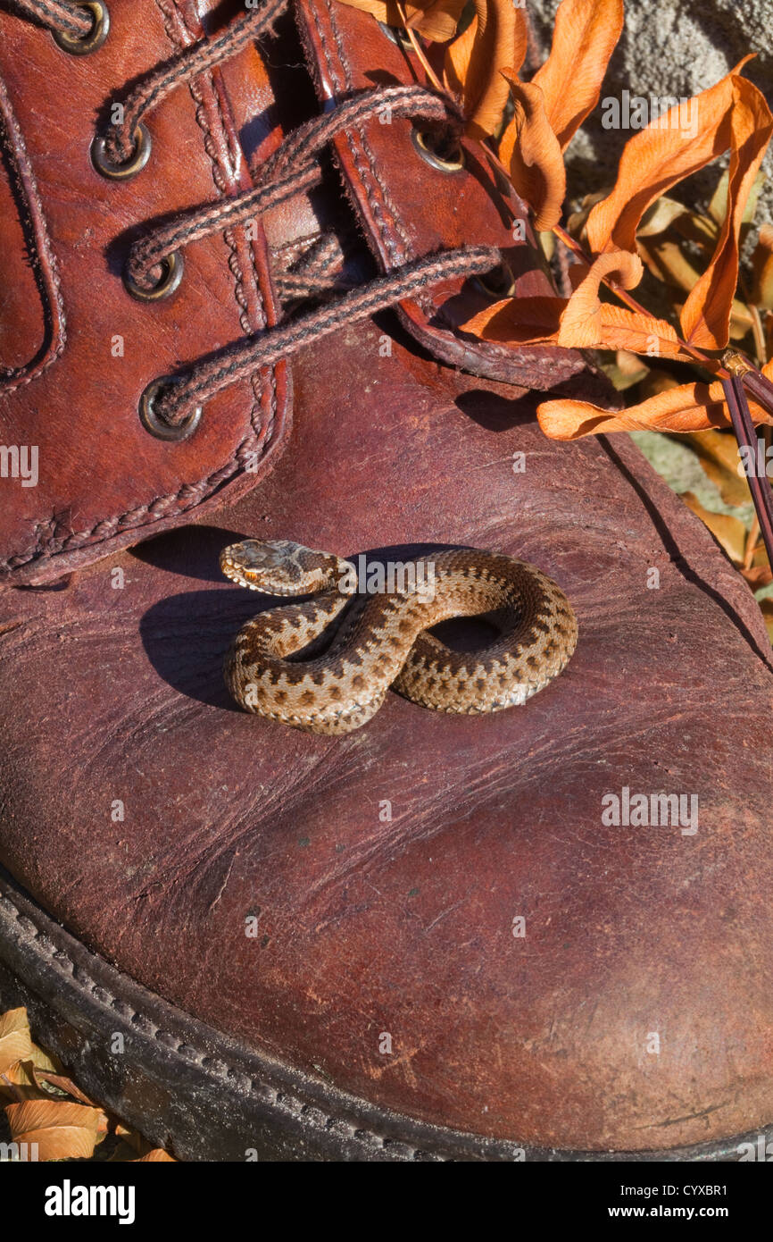 Baby adder hi-res stock photography and images - Alamy
