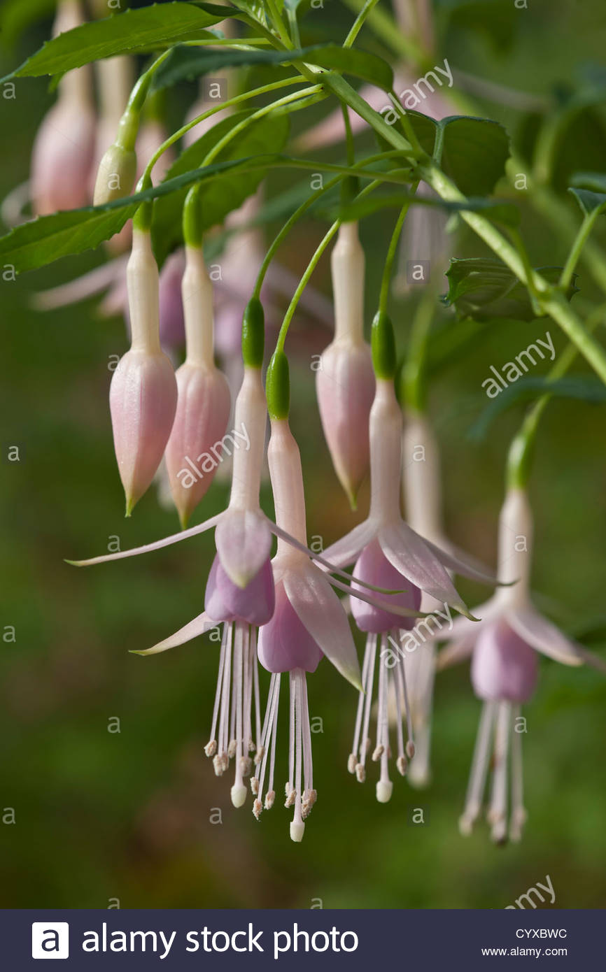 All White Fuchsia Flower Stock Photos & All White Fuchsia Flower Stock ...