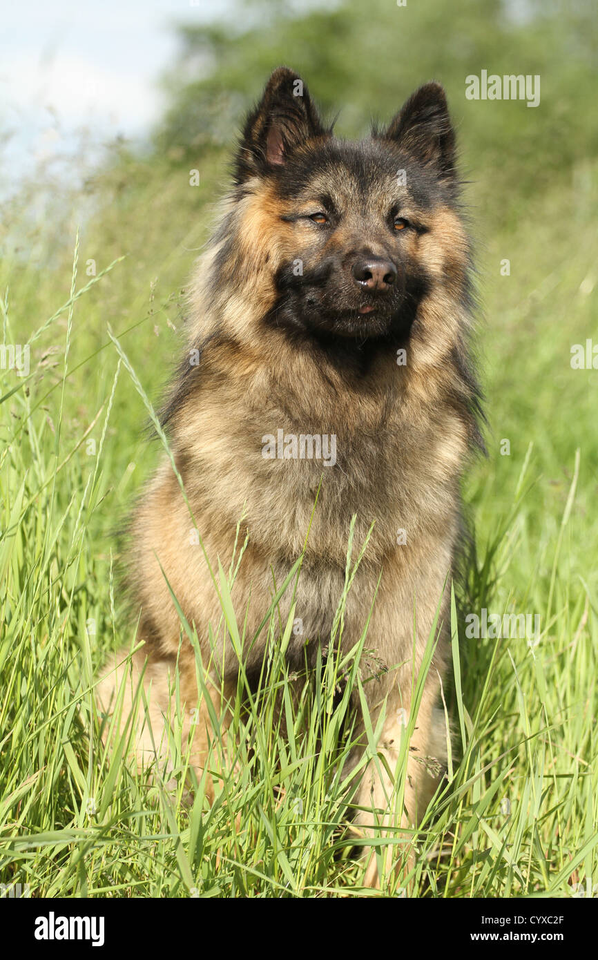 Eurasier male hi-res stock photography and images - Alamy