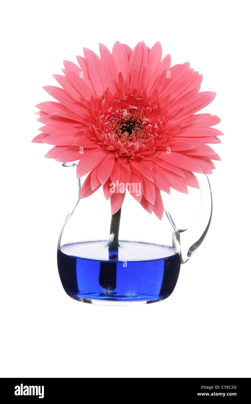 pink gerbera in vase on white background Stock Photo - Alamy