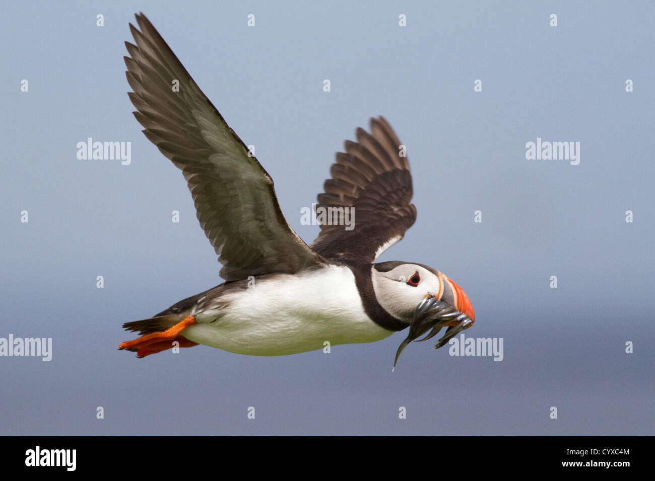 Puffin feeding hi-res stock photography and images - Alamy