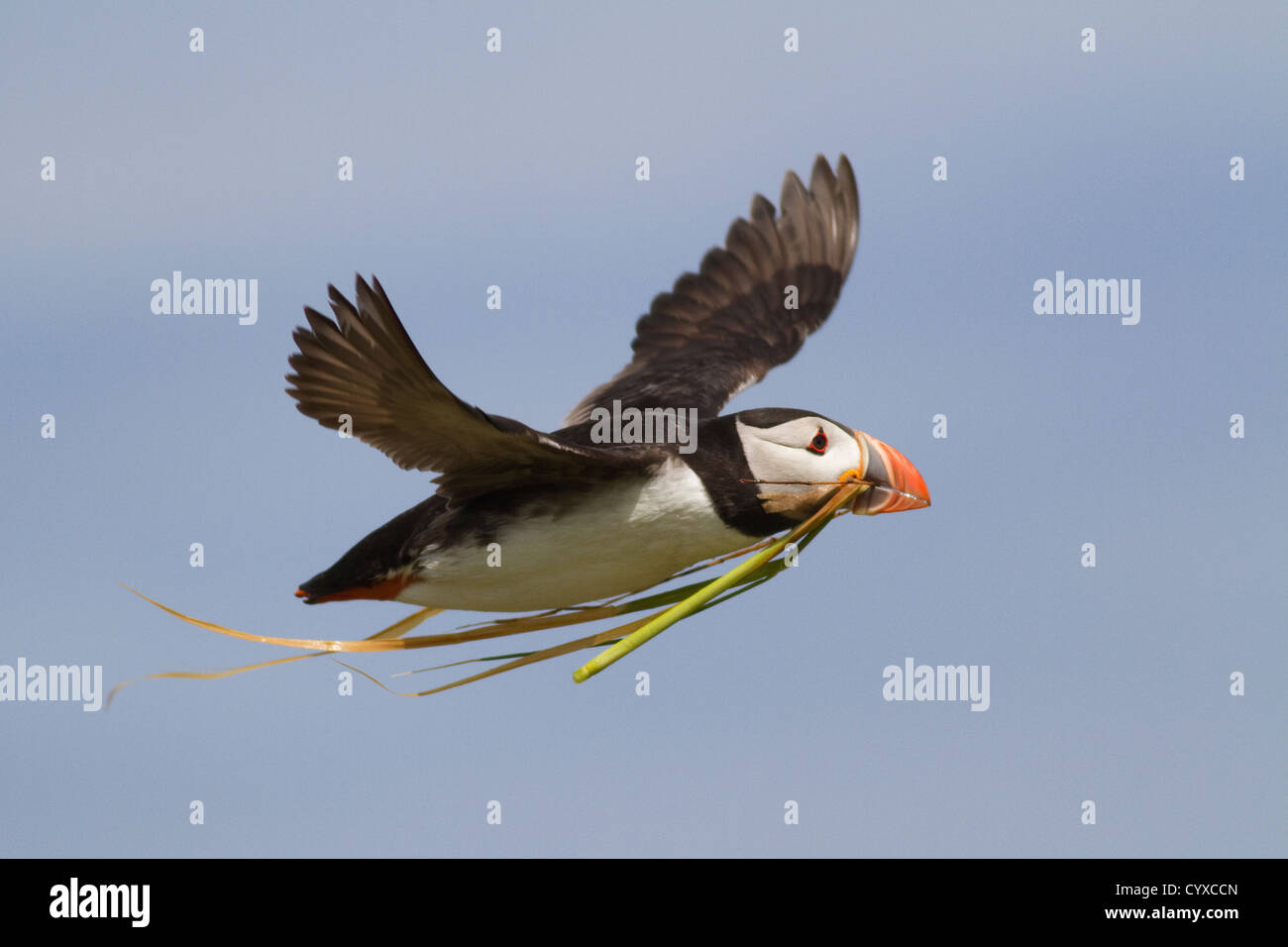 Puffin nesting material hi-res stock photography and images - Alamy