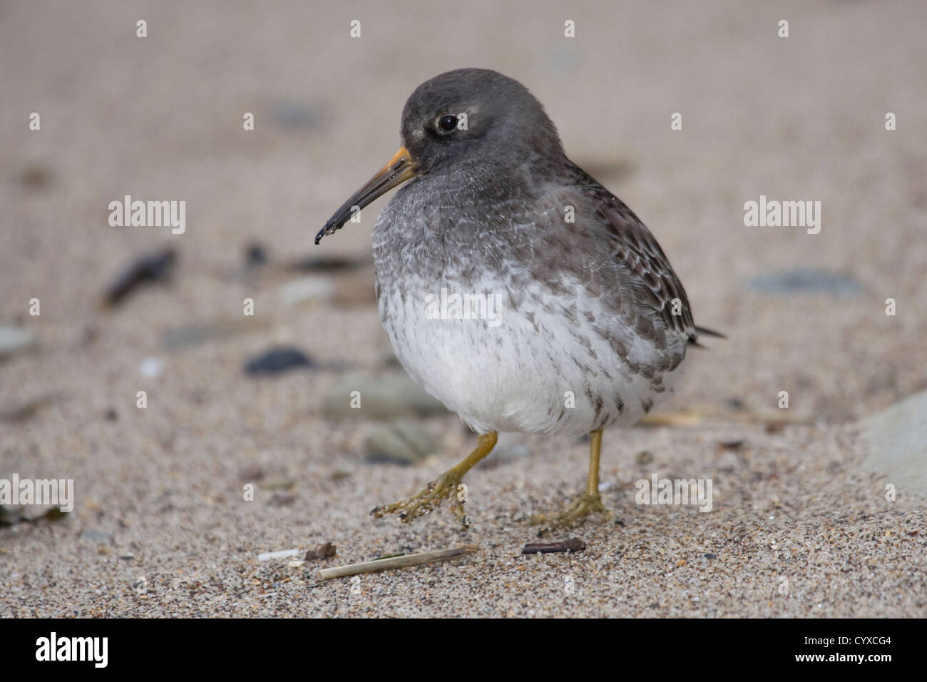 Purple sandpiper birds hi-res stock photography and images - Alamy