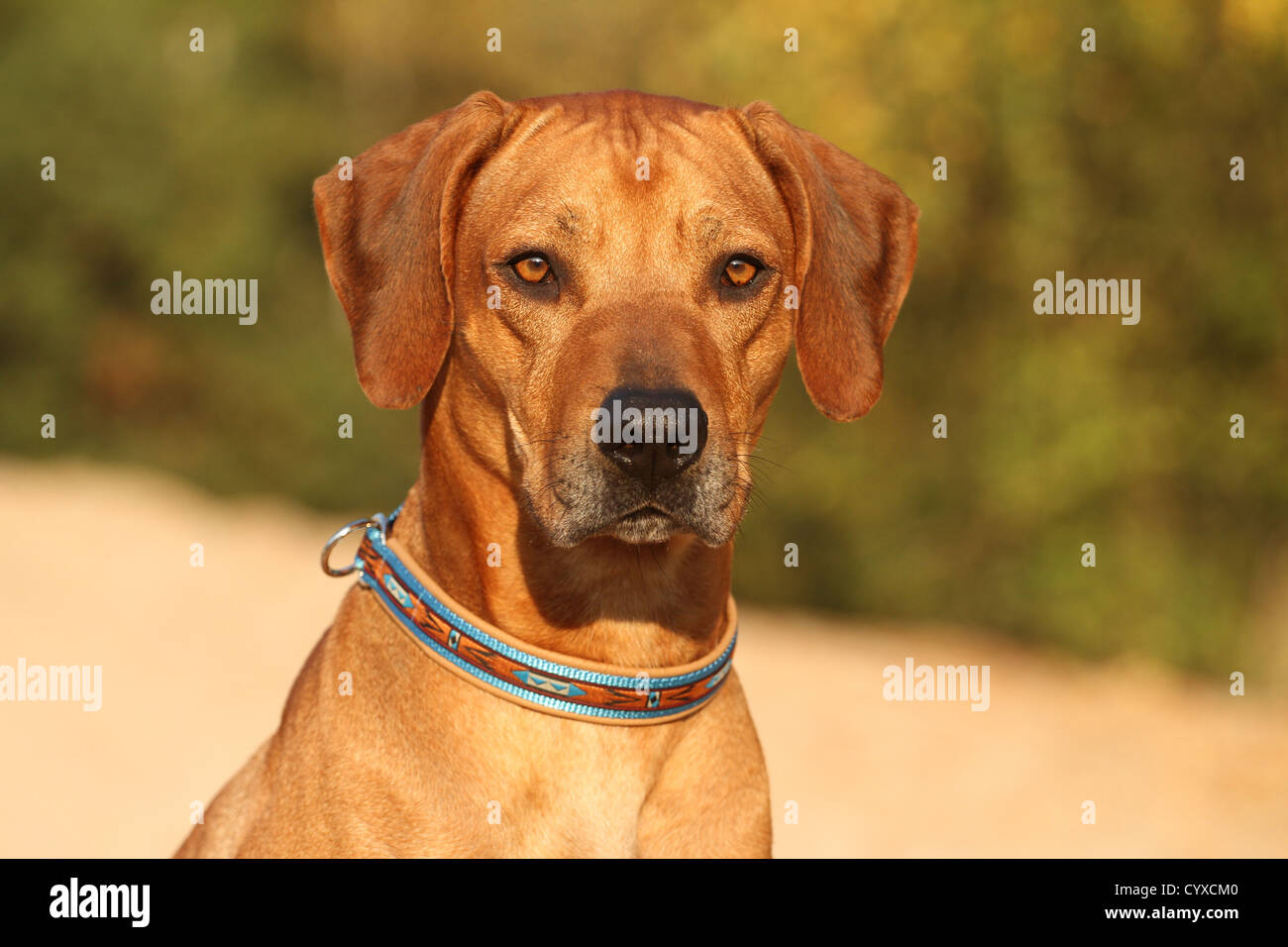 Rhodesian Ridgeback Portrait Stock Photo - Alamy