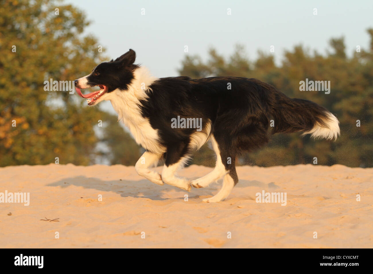 running Border Collie Stock Photo - Alamy