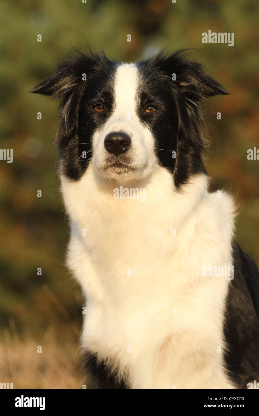 Border Collie Portrait Stock Photo - Alamy