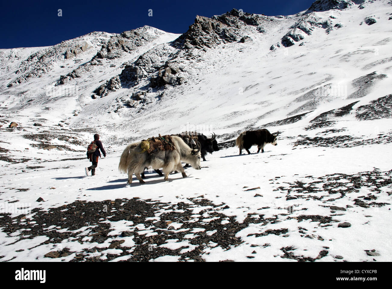 A Yak caravan crossing the snow covered kang la pass in the inner Dolpo ...