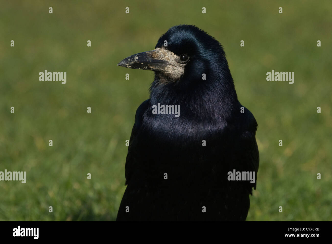 Rook uk beak hi-res stock photography and images - Alamy