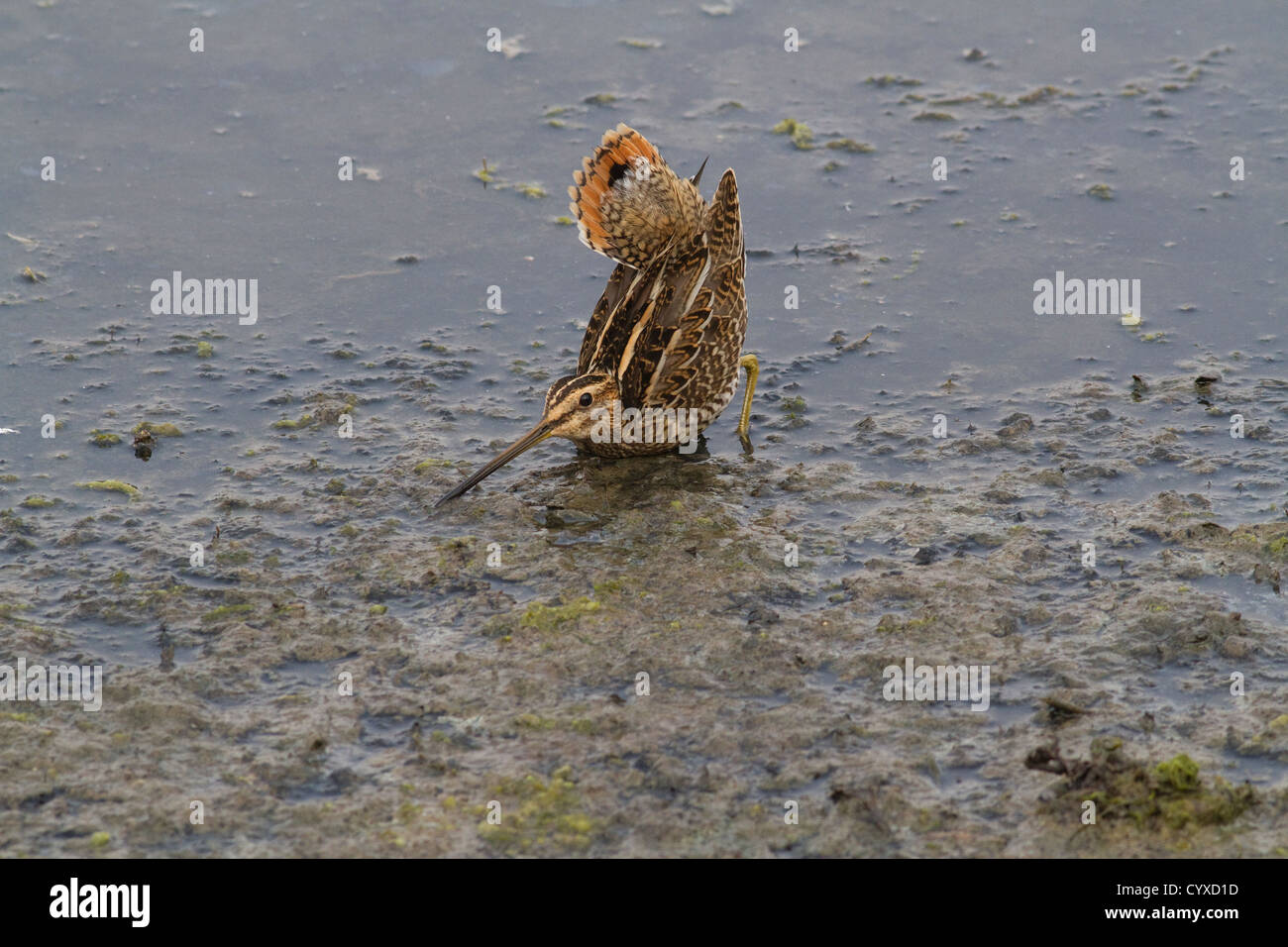 Snipe uk hi-res stock photography and images - Alamy