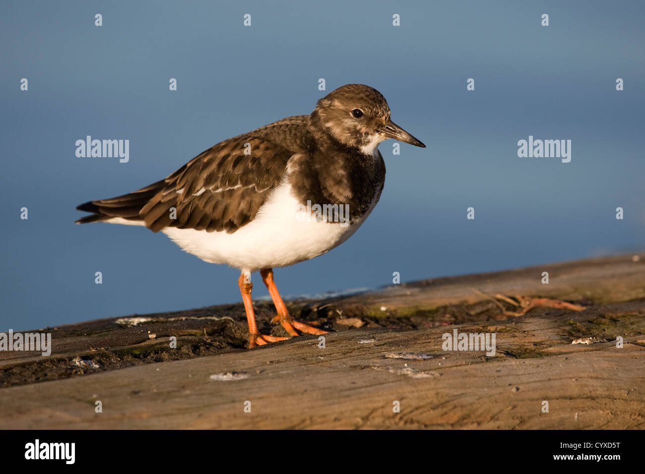 Turnstone birds uk hi-res stock photography and images - Alamy
