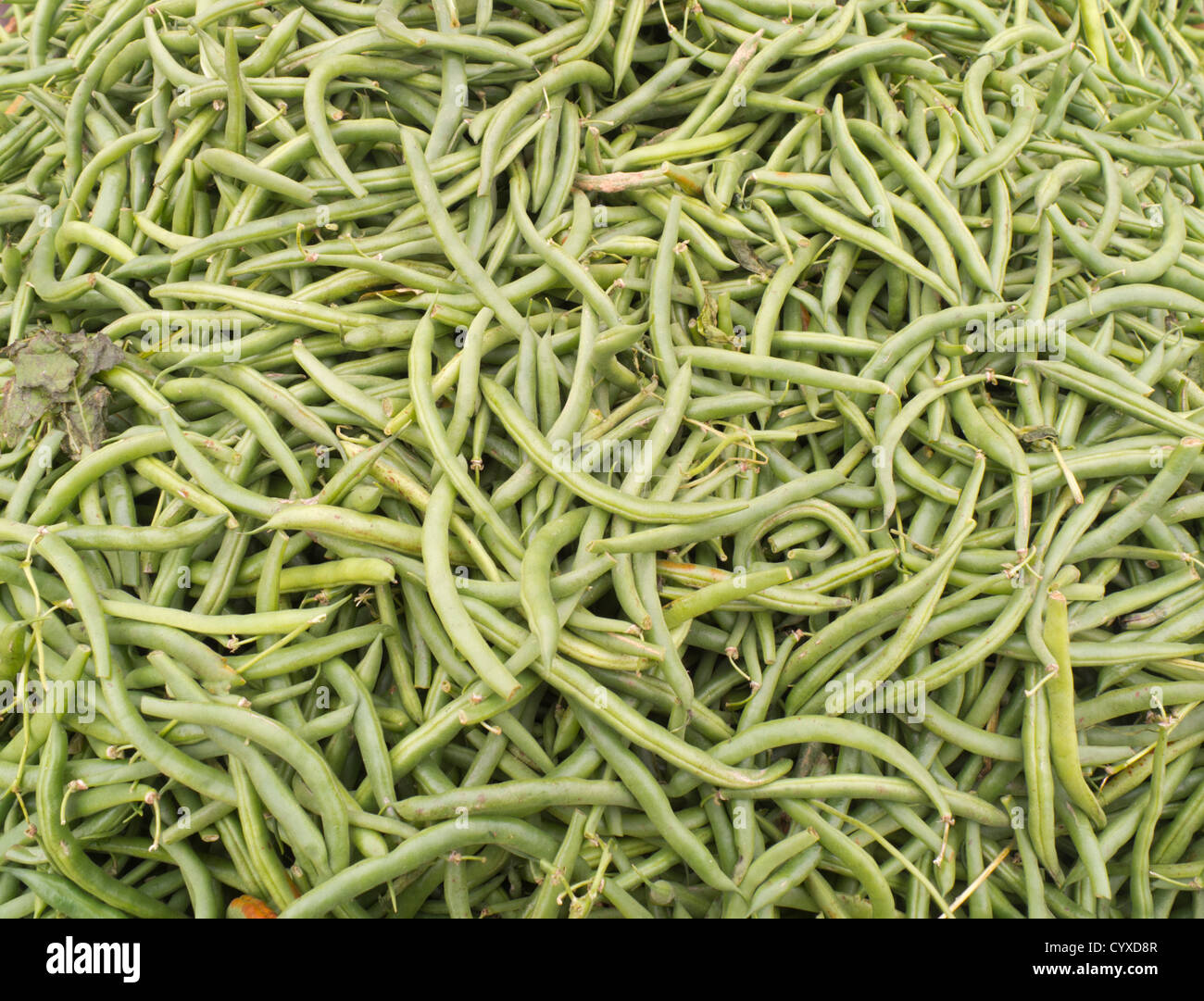 pile of green beans Stock Photo - Alamy