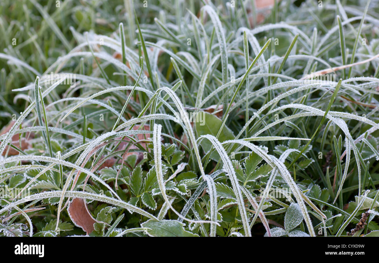 Closeup view of frozen grass in the november morning Stock Photo - Alamy