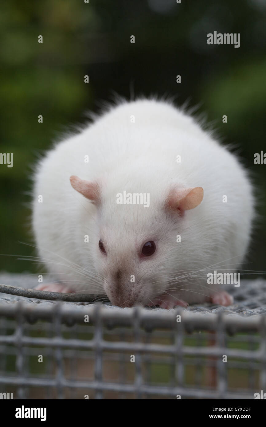 Domestic Albino Rat (Rattus norvegicus). Pregnant female on the top of ...