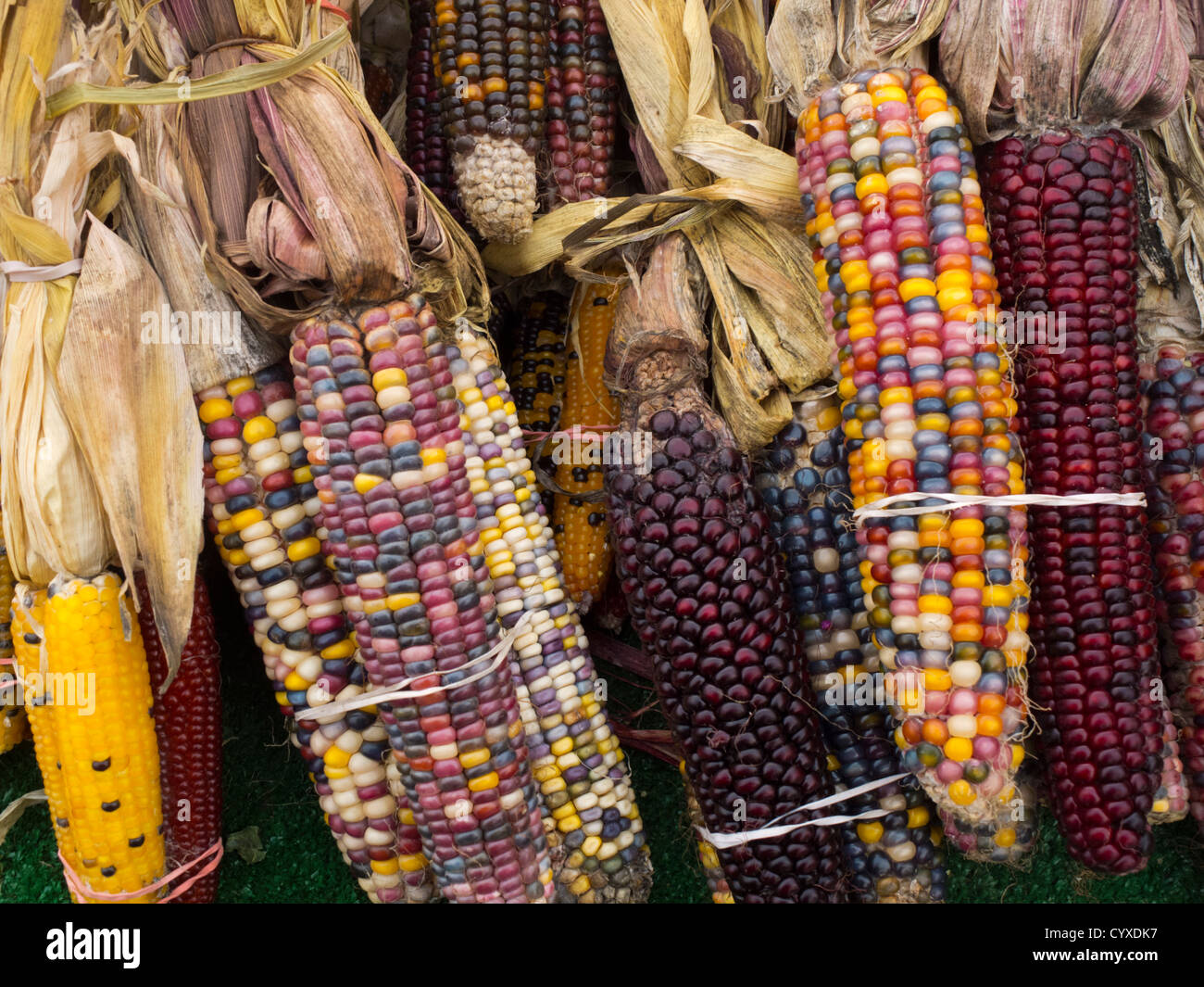 pile of ornamental corn Stock Photo - Alamy