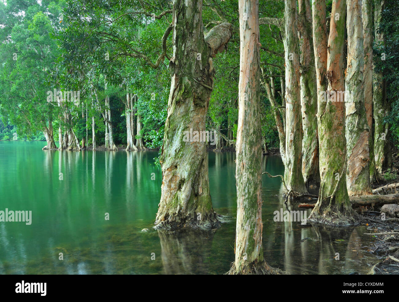 lake with tree Stock Photo - Alamy