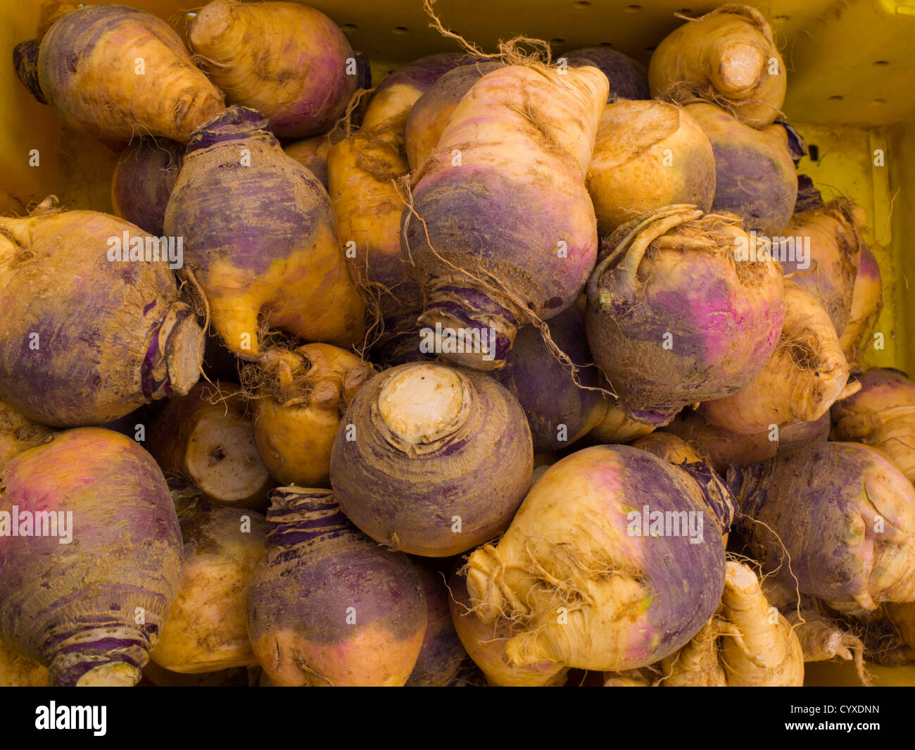 Rutabaga roots hi-res stock photography and images - Alamy
