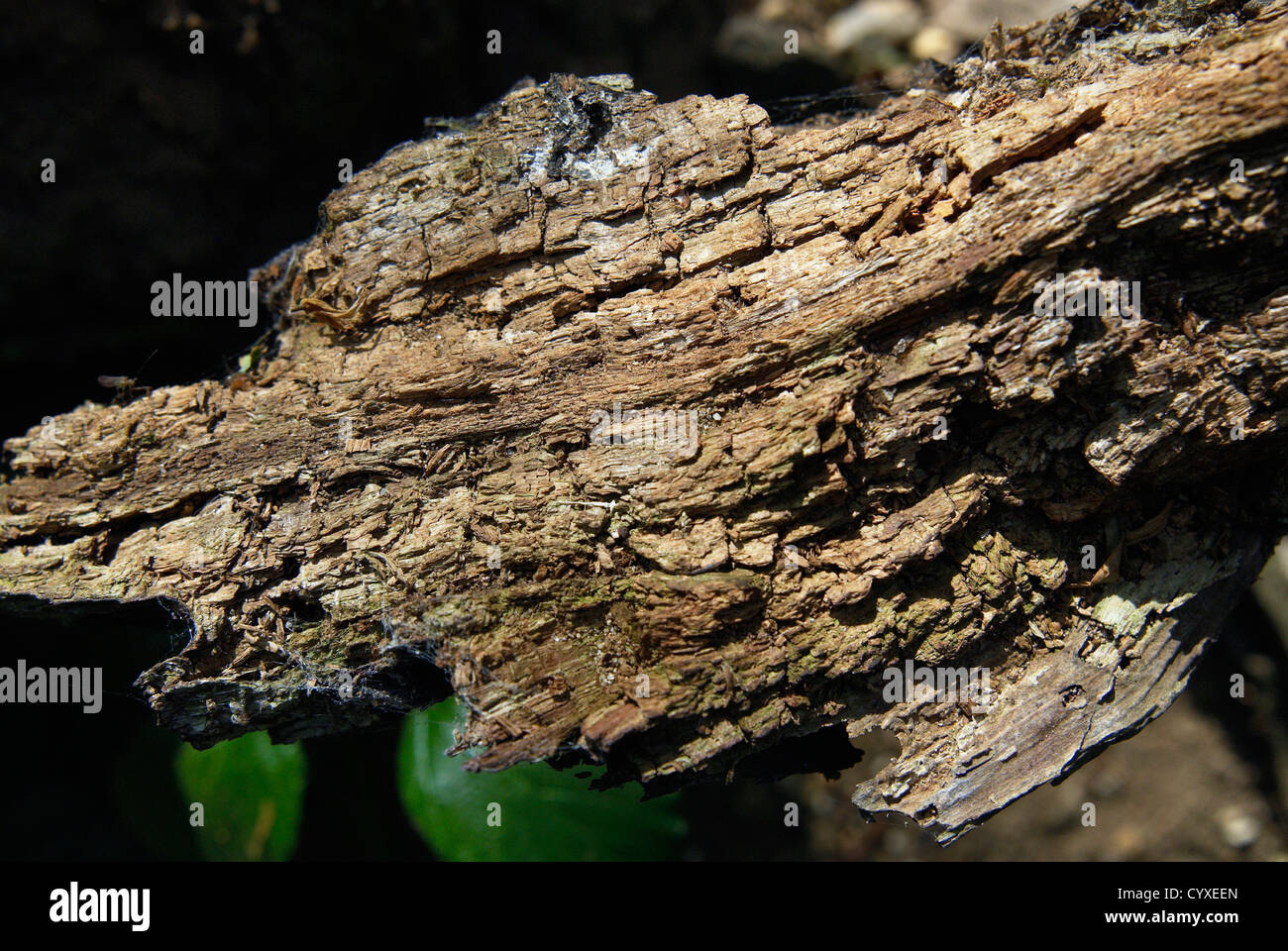 Timber rotting fungi hi-res stock photography and images - Alamy
