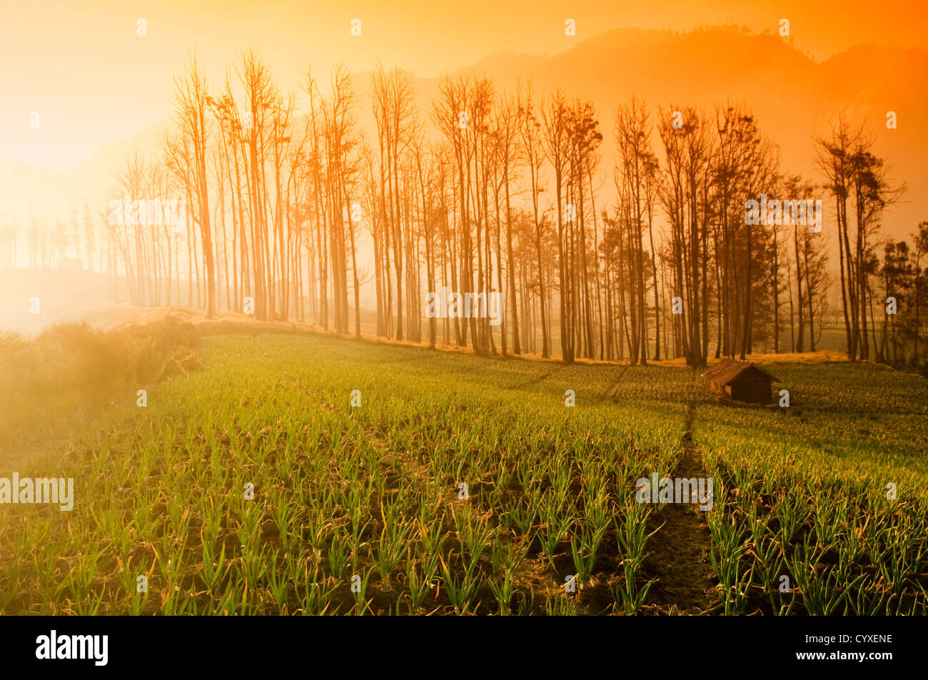 Fresh Farmland Sunrise in Asia Country Stock Photo - Alamy