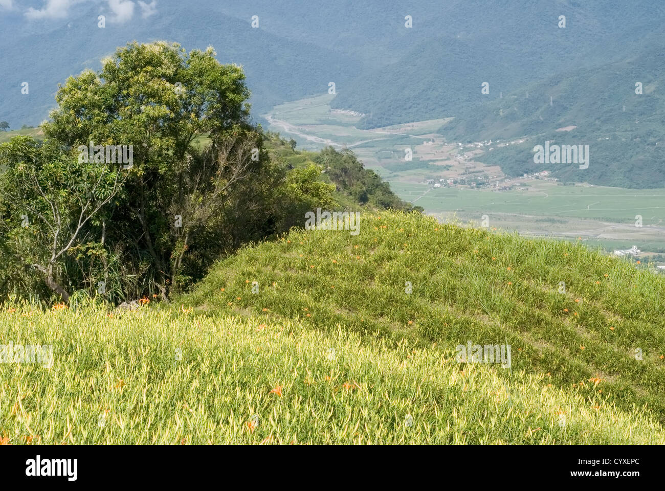 It is beautiful and colorful tiger lily farm Stock Photo - Alamy