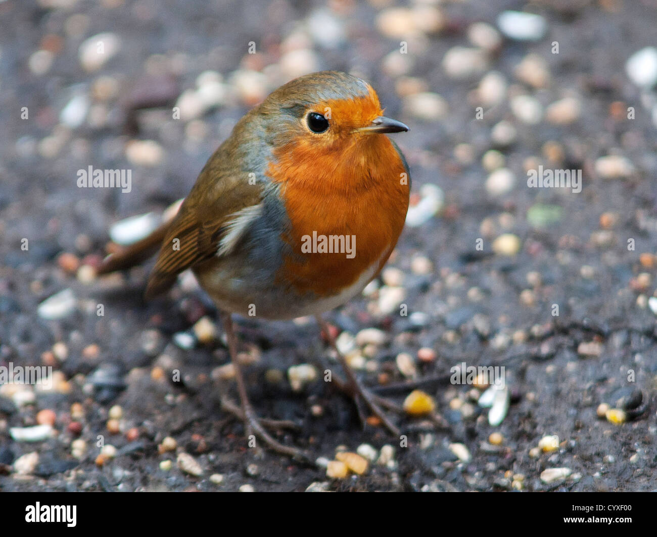 Robin feeding on the ground Stock Photo - Alamy