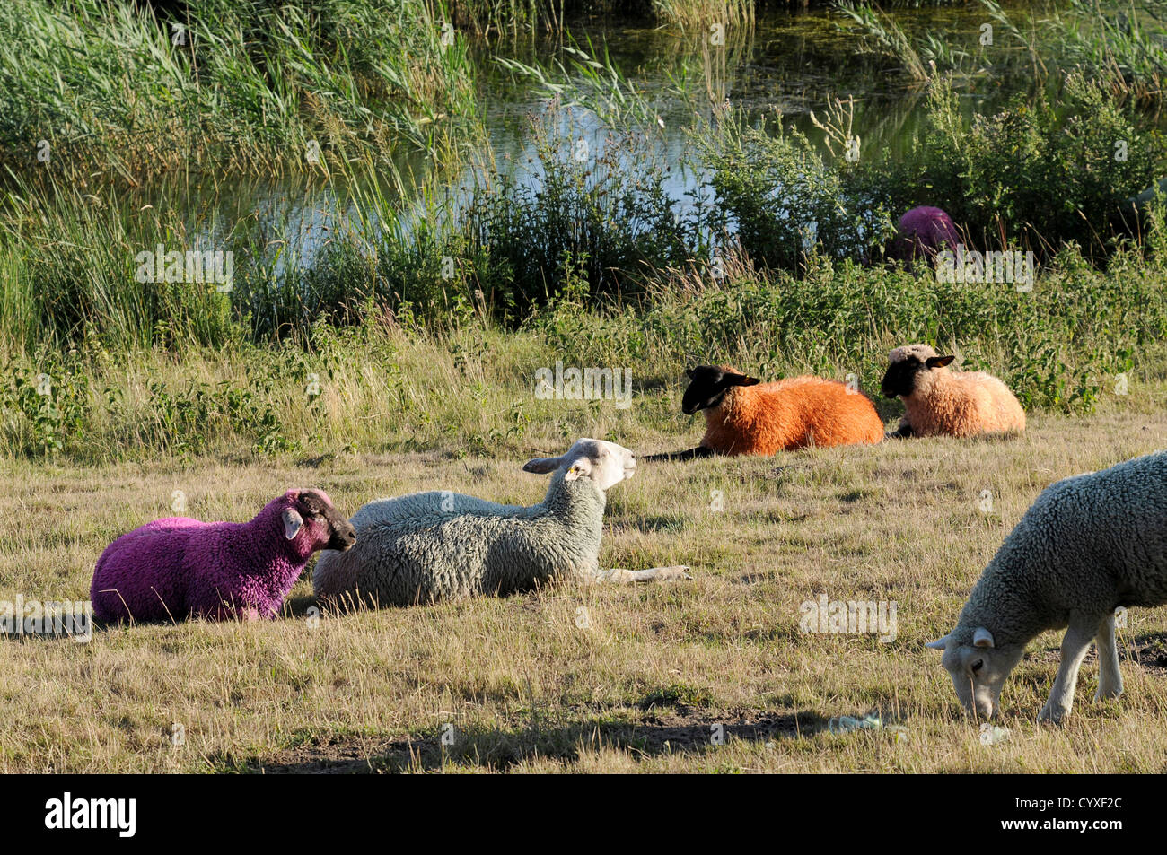 Latitude Festival, Dyed sheep beside the lake. Great Britain Northern ...
