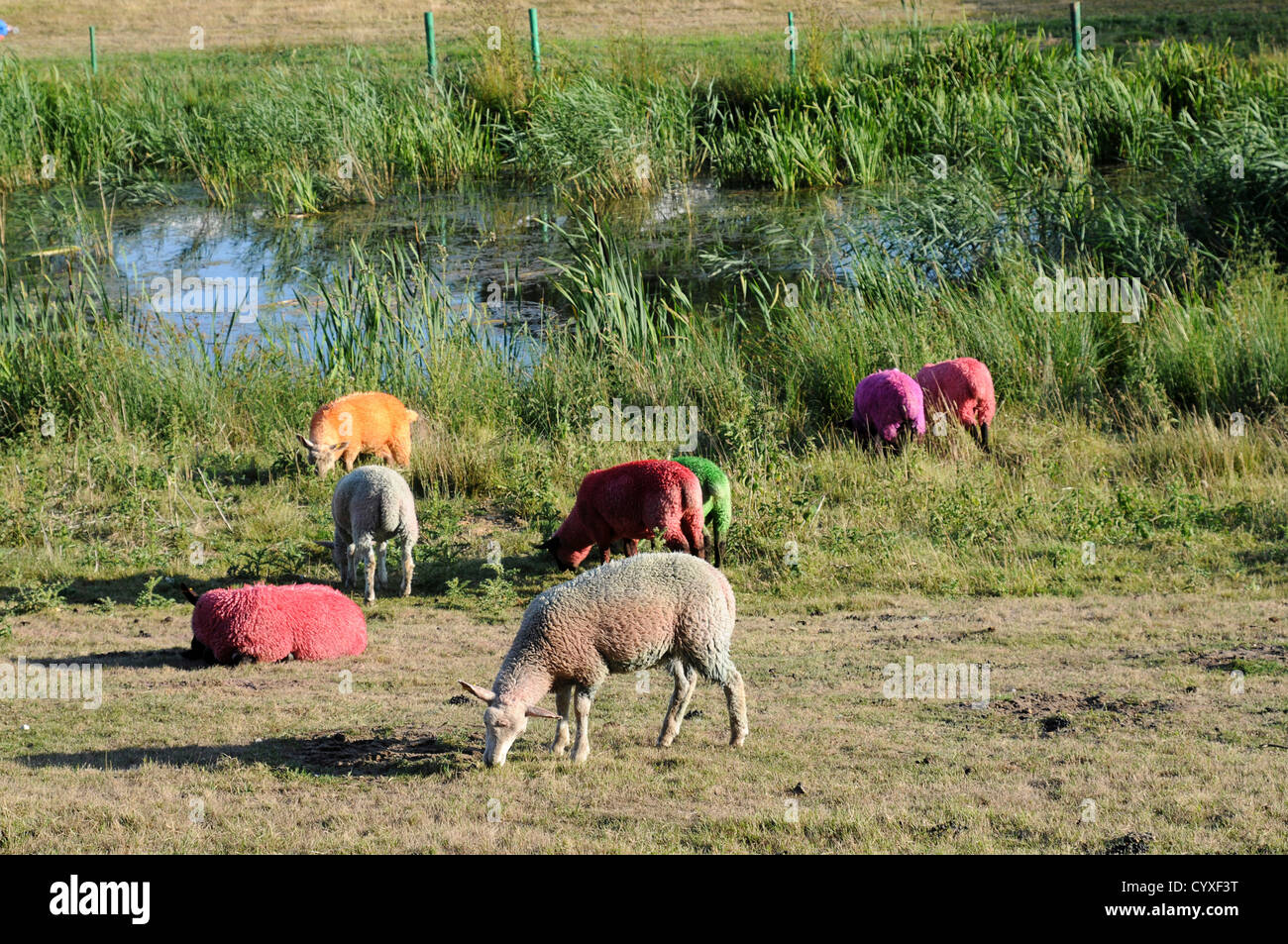 Latitude festival dyed sheep beside the lake hi-res stock photography ...