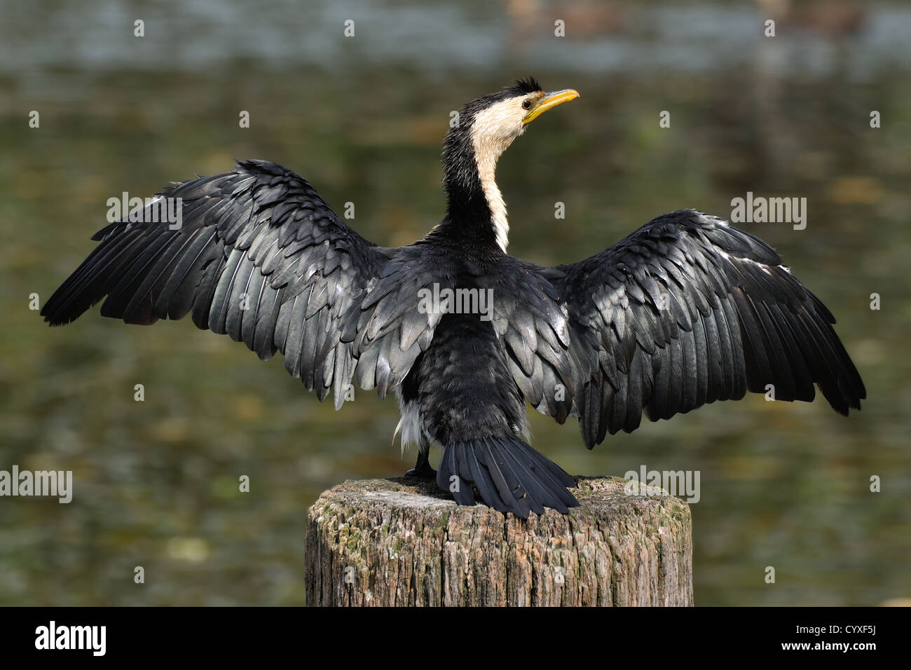Shag bird australia hi-res stock photography and images - Alamy