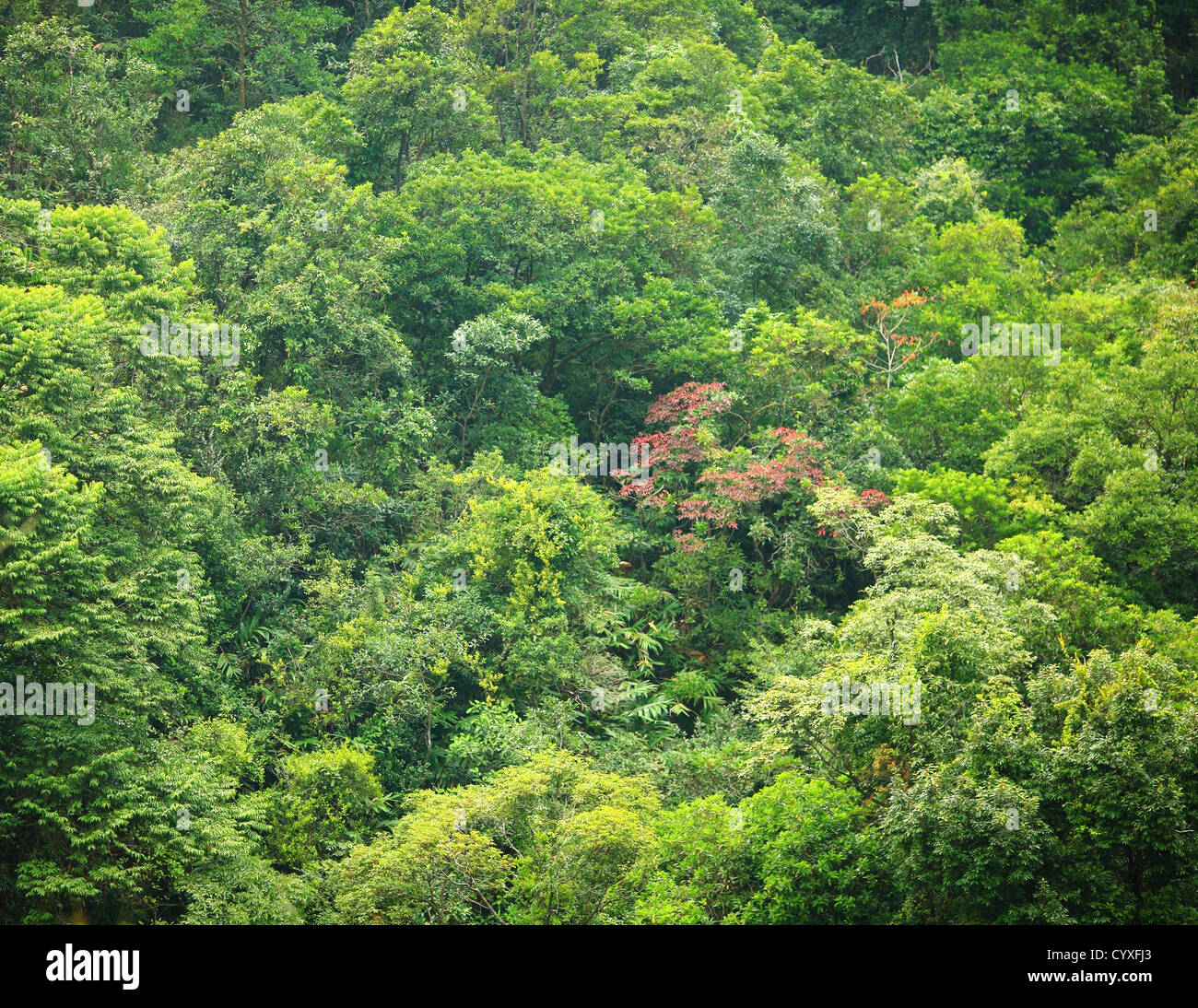 forest view from high Stock Photo - Alamy
